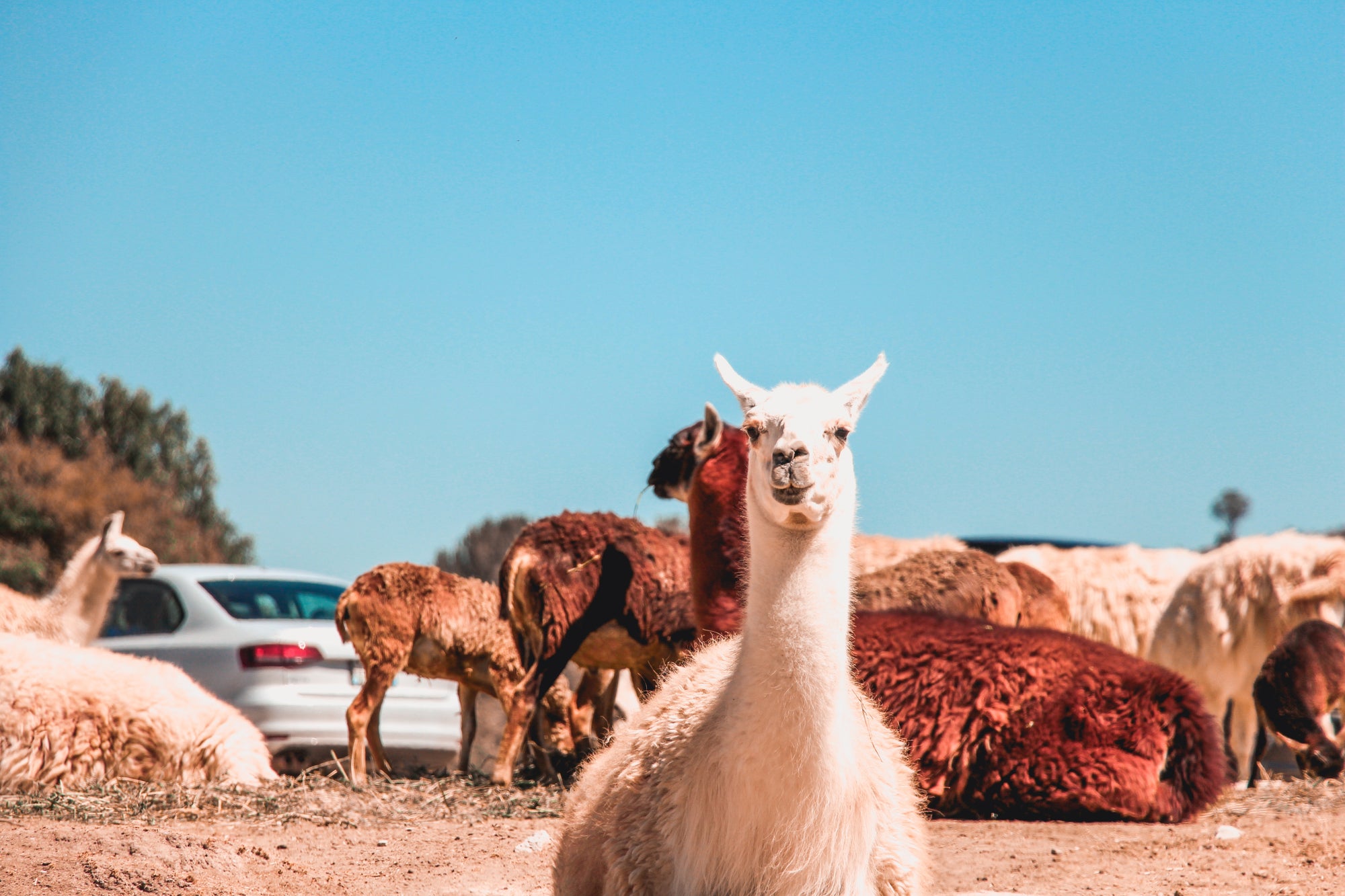 ALL ALPACA - Alpaca Peruana de Alta Calidad – Allalpaca