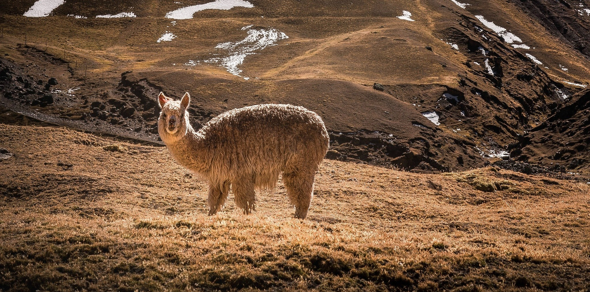 La Alpaca – Allalpaca